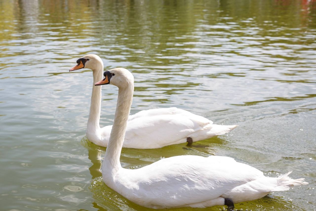 Lebedele s-au întors în Parcul Central – FOTO