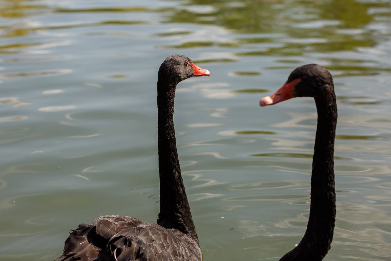 Lebedele s-au întors în Parcul Central – FOTO