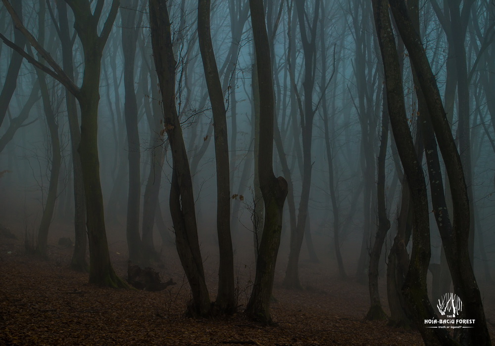 Pădurea Hoia Baciu, de la legendă, la adevăr. De ce copacii au forme ...