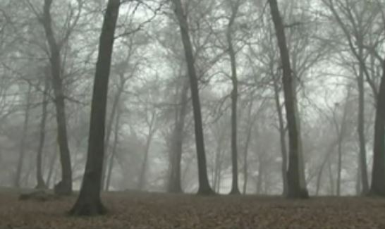 Pădurea Hoia Baciu, de la legendă, la adevăr. De ce copacii au forme ...