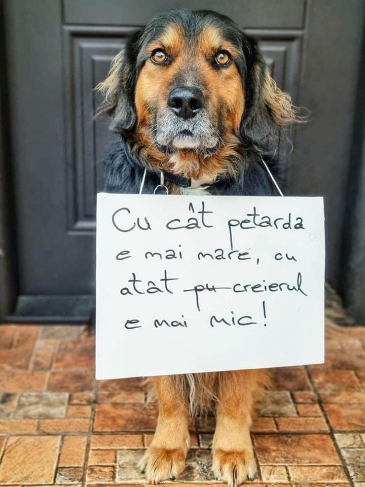 Mesajul animalelor de companie în prag de Revelion