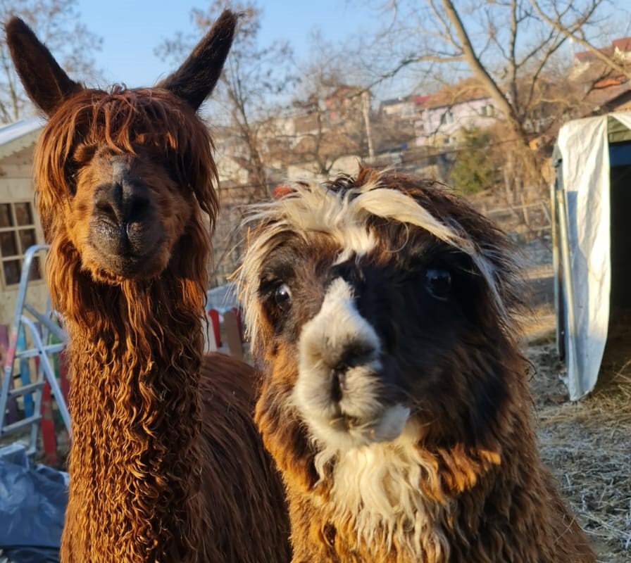 Proiect INEDIT la Cluj-Napoca, terapie cu alpaca pentru copiii cu ...