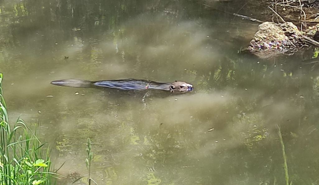Ce provocări aduce prezența castorului în Cluj-Napoca? Ecolog: „E un ...