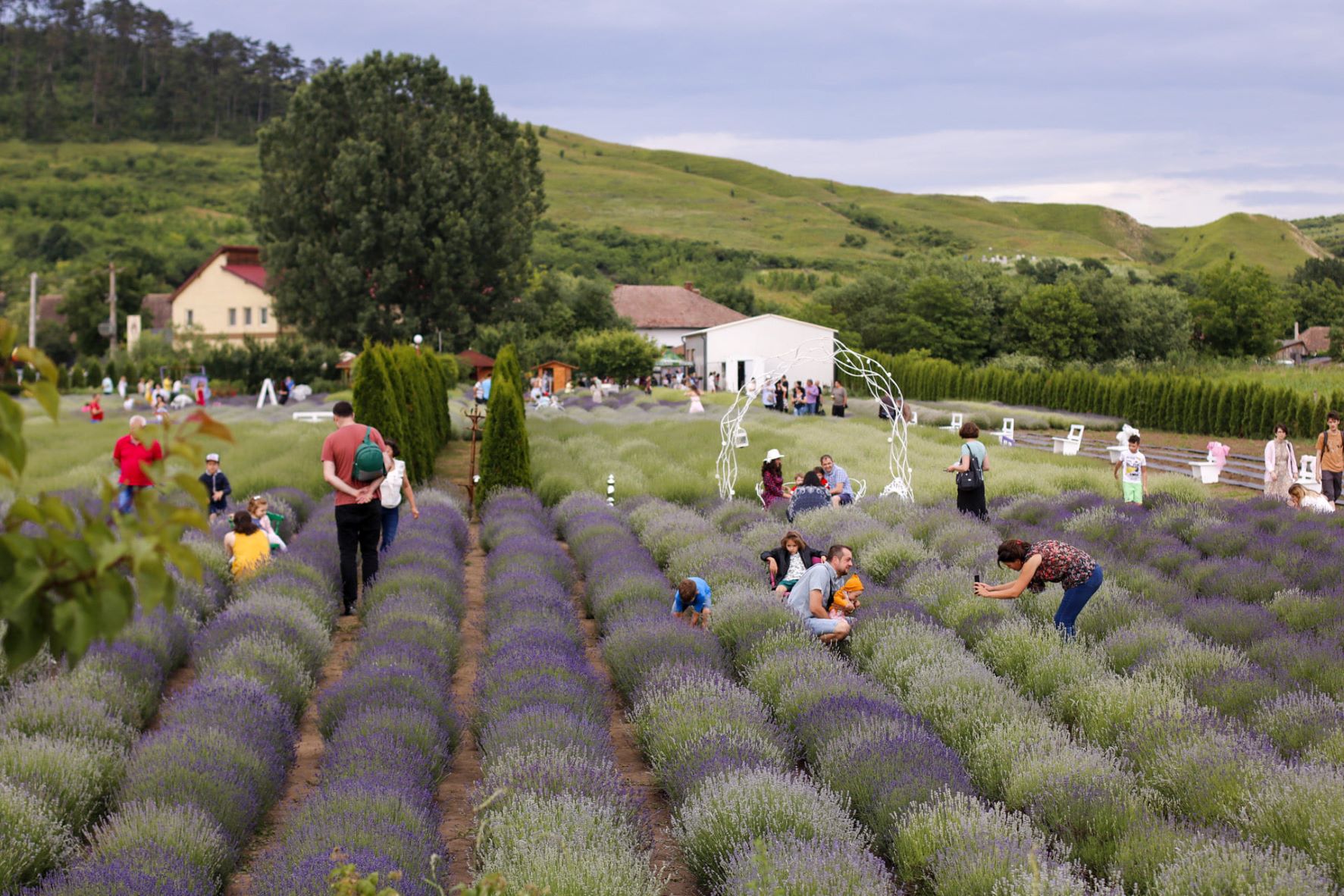 Se apropie sezonul lavandei! VEZI unde sunt cele mai frumoase lanuri de ...