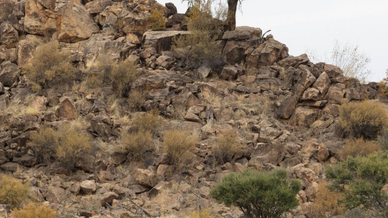 În această fotografie, patru gheparzi se relaxează liniștiți, însă ...