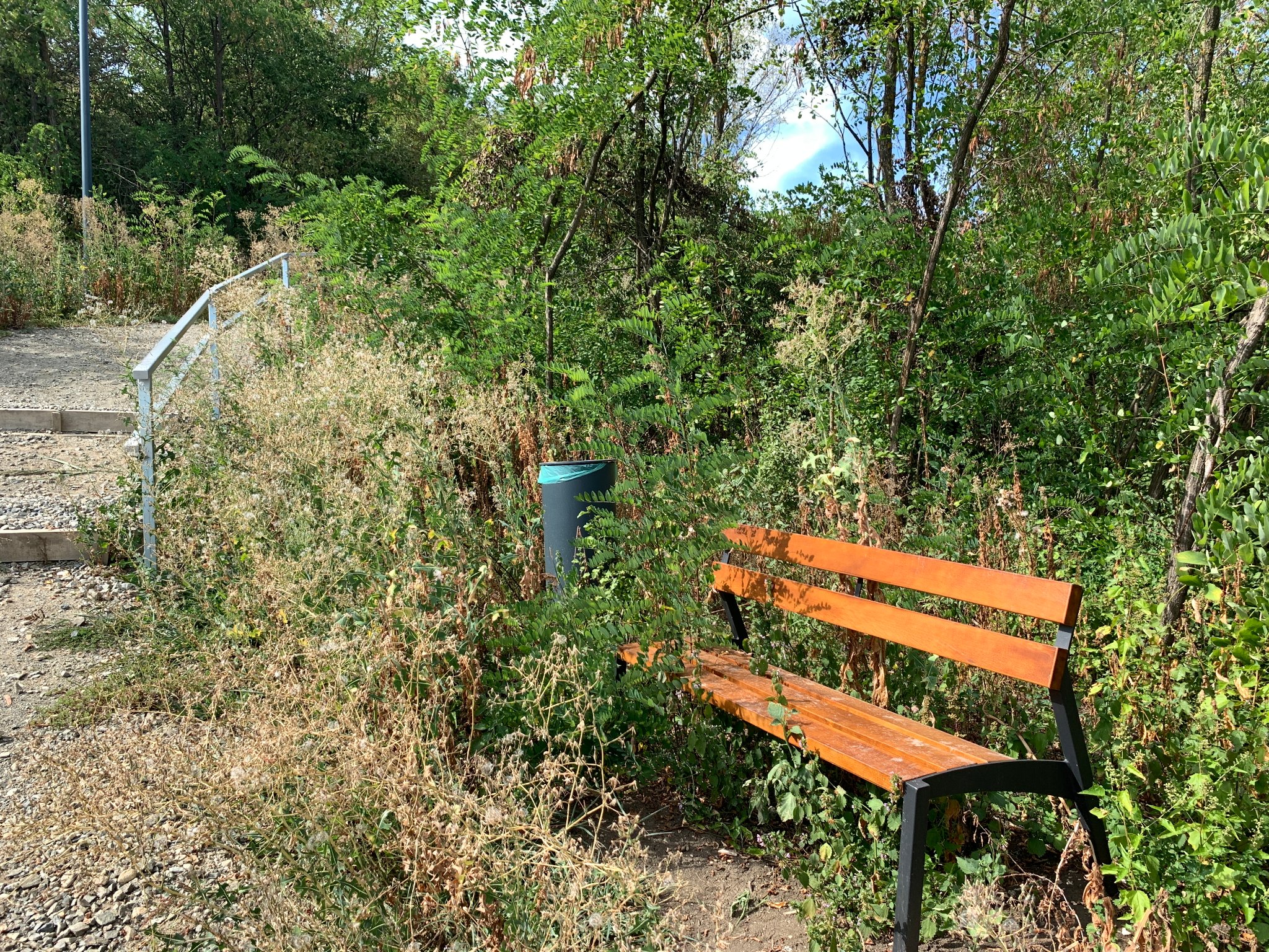 Dan Tarcea despre „Pădurea Clujenilor”. „Nu e parc, vorbim de o doză de ...