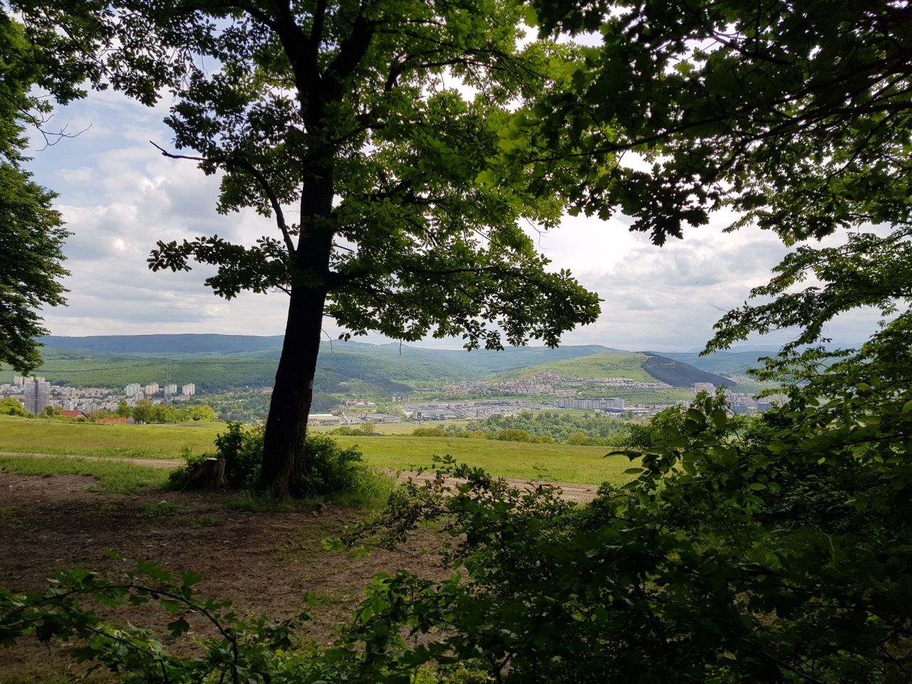 Pădurea Hoia-Baciu, pe cale să devină arie naturală protejată! 80.000 ...