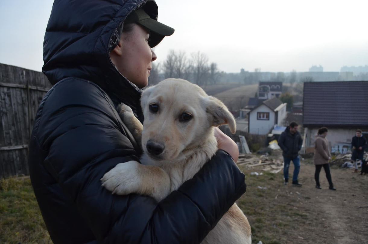 Iubitorii de animale din Cluj strâng mâncare și donații pentru câinii ...