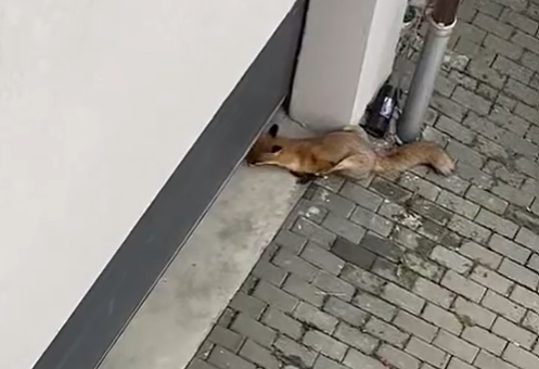 Vulpe lovită de mașină și abandonată, în Florești. A fost capturată ...