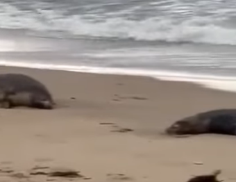 2.500 de foci au fost găsite moarte la malul Mării Caspice. Autorități ...