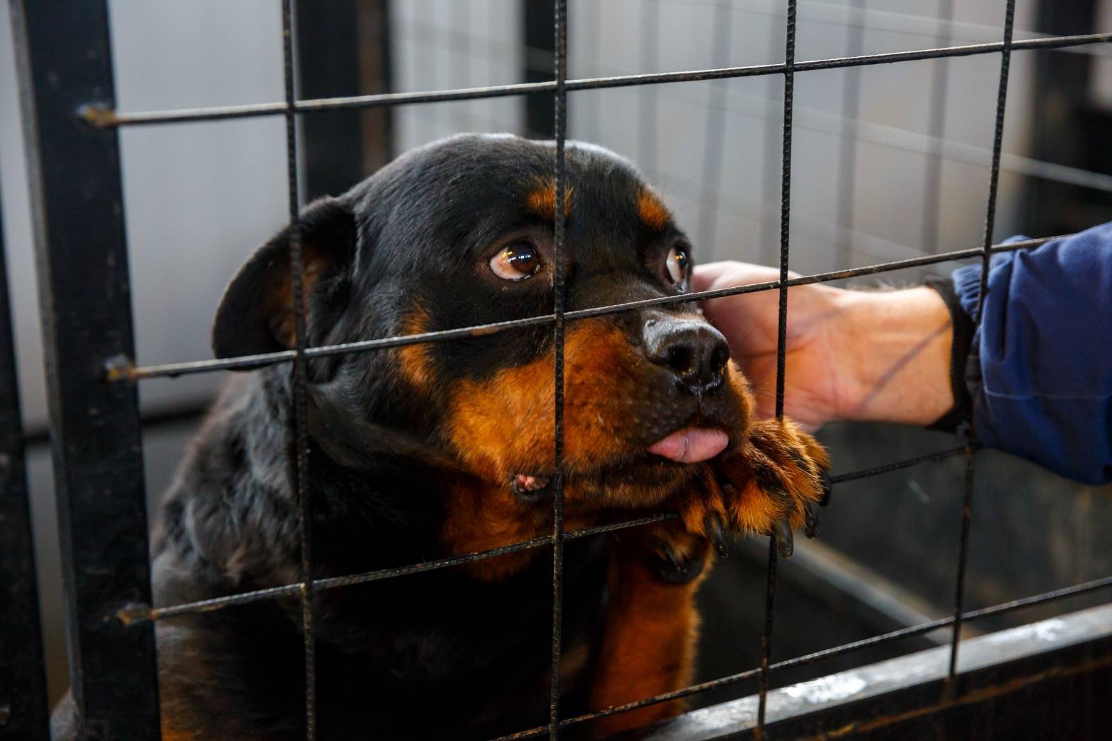 Clujenii încă își abandonează câinii. Se poate repeta la Cluj tragedia ...
