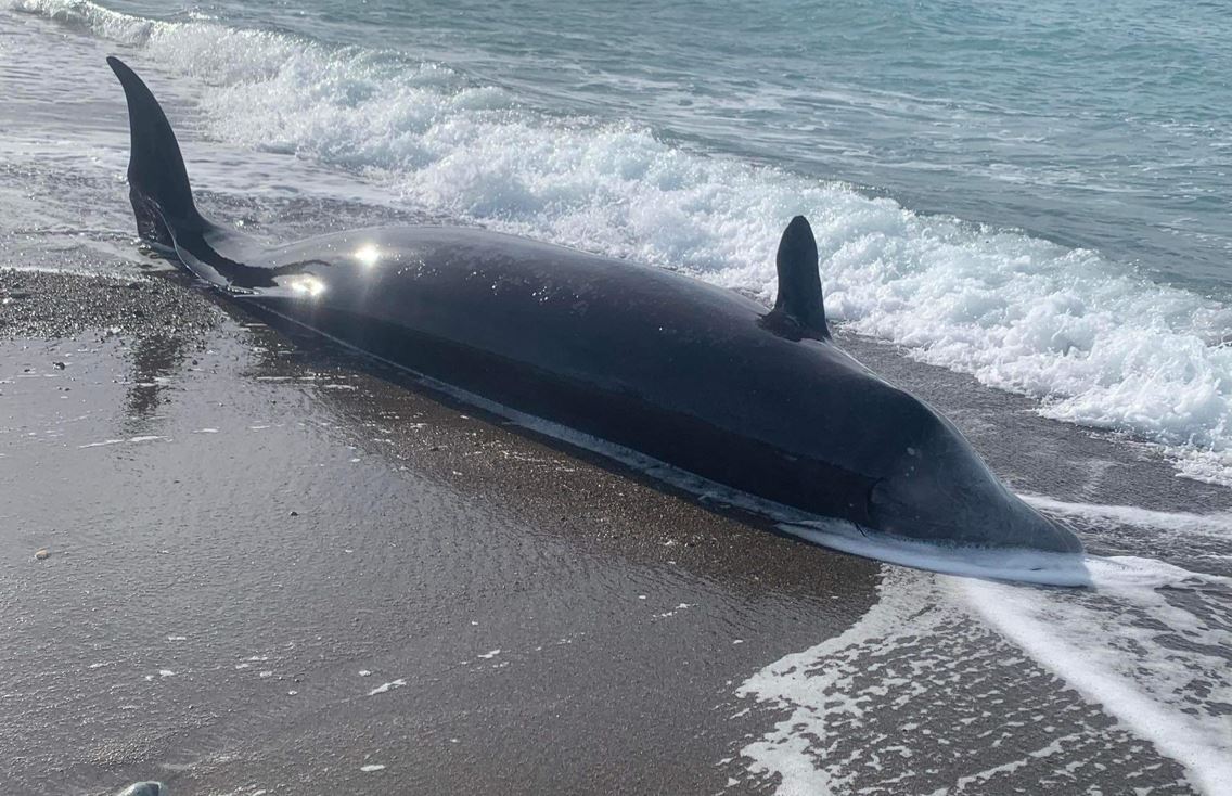 OPT balene cu cioc, găsite moarte pe coastele din Cipru! Consecințe ale ...