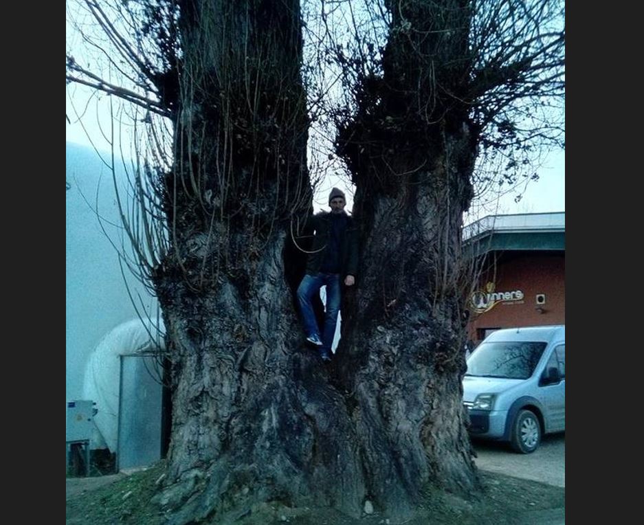 Cel mai gros copac din Cluj-Napoca are circumferință de aproape 10 ...