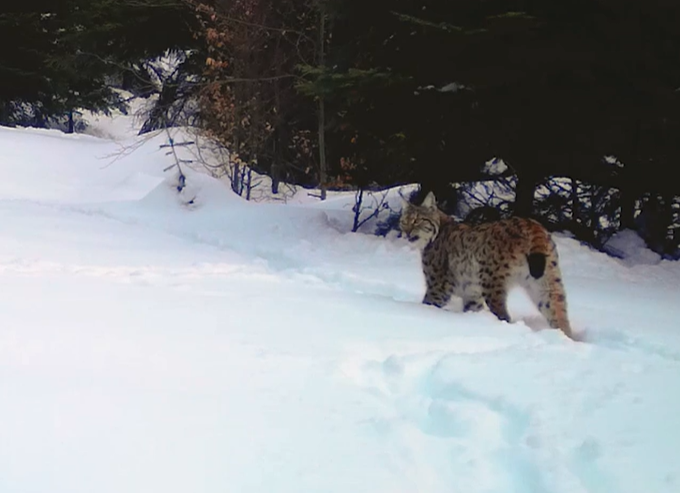 După pisica sălbatică, un râs și-a făcut apariția în Apuseni. Animalul ...