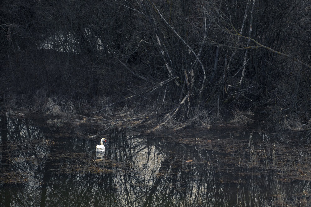 Ce ascunde Someșul? „Mica Deltă” a Floreștiului