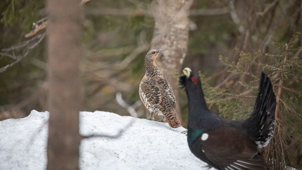 Imagini spectaculoase cu cocoşul de munte în perioada de împerechere ...
