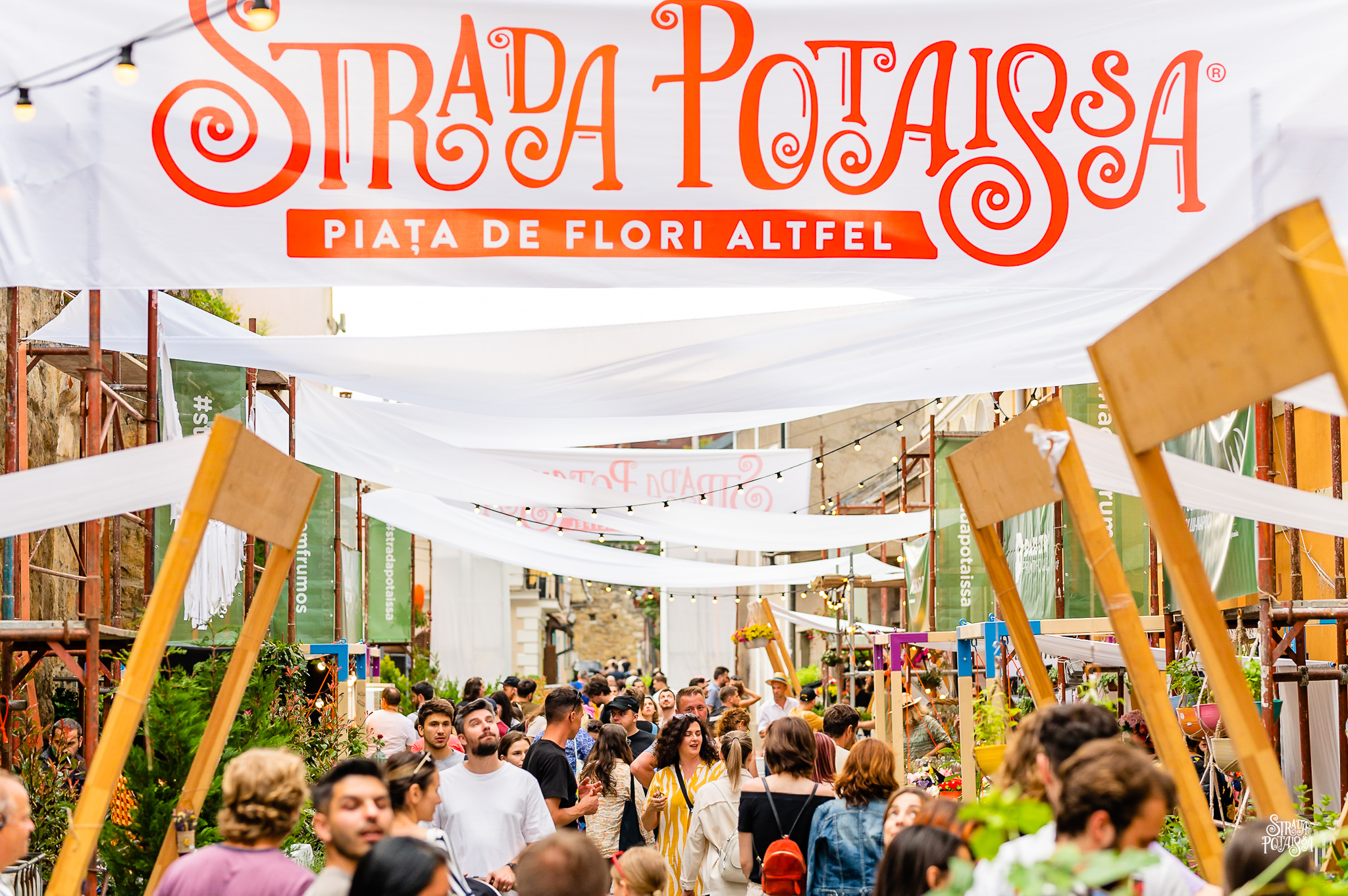 Trandafir negru, arțar japonez sau plante aeriene. Care sunt cele mai ...