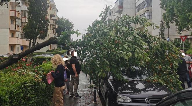 Un pom a căzut peste o mașină, iar clujenii s-au pus să culeagă ...