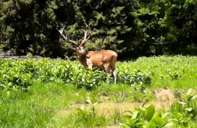 Imagini surprinzătoare. Un cerb frumos, în pauză de relaxare într-o ...
