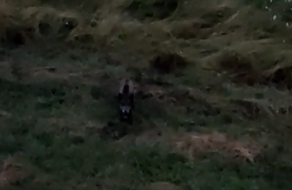 Mistreț filmat pe o stradă din Becaș. Animalul căuta de mâncare. VIDEO