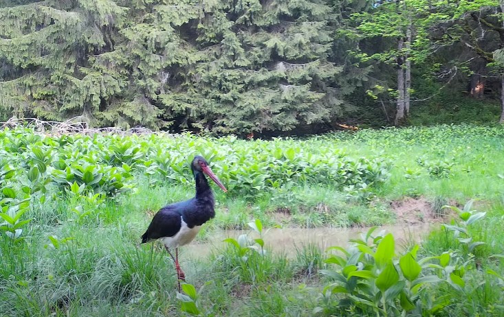 Barză neagră, surprinsă într-o pădure din Apuseni! Apariția sa este ...