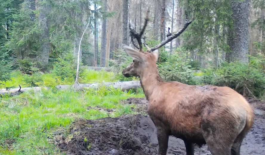 Cerb surprins în Parcul Natural Apuseni, în perioada boncănitului ...