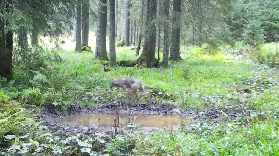 Imagini superbe cu lupi, surprinse într-o pădure din Parcul Natural ...