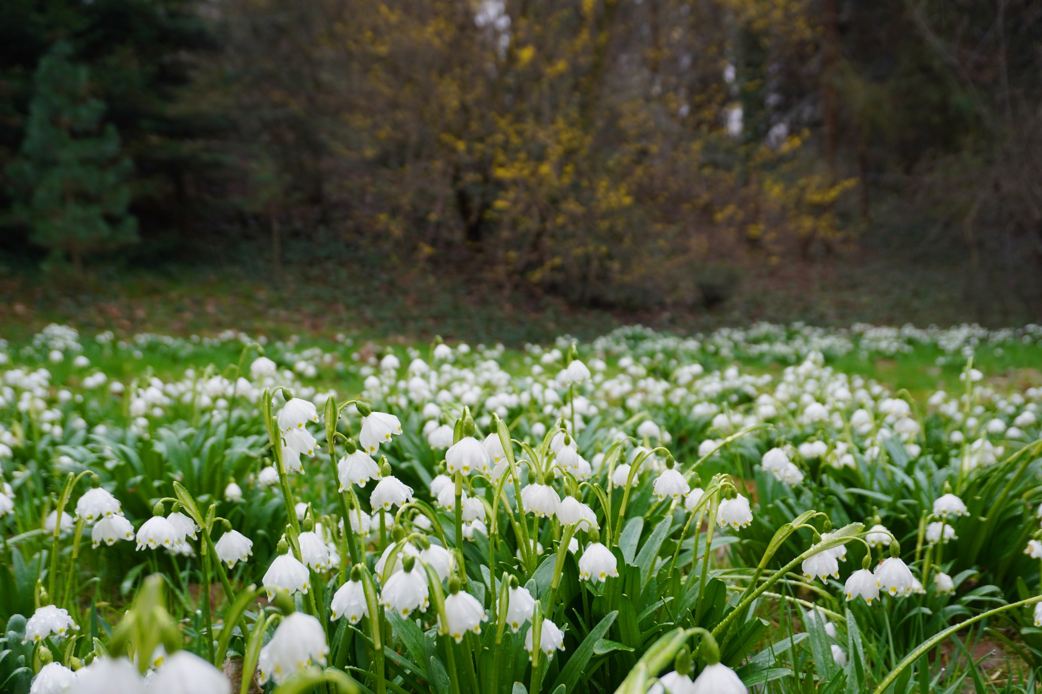 Primăvara „și-a intrat în drepturi”. Câmp încântător de ghiocei, în ...