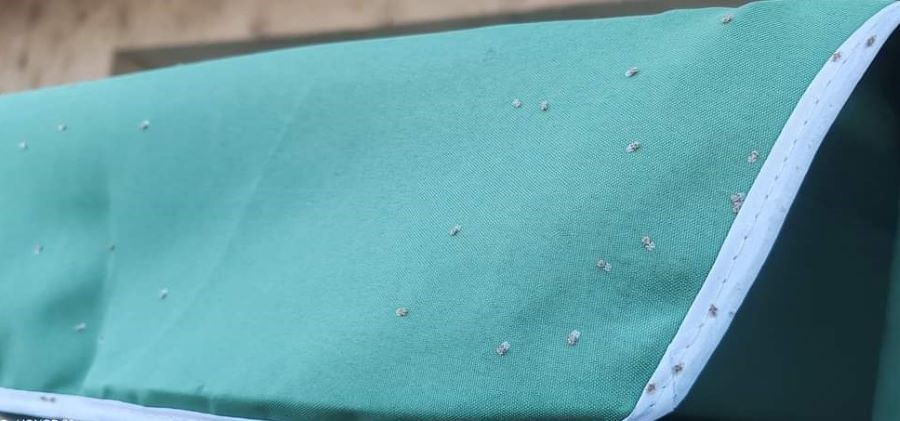 S-a întors tigrul de platan, insecta care a terorizat Clujul în vara ...