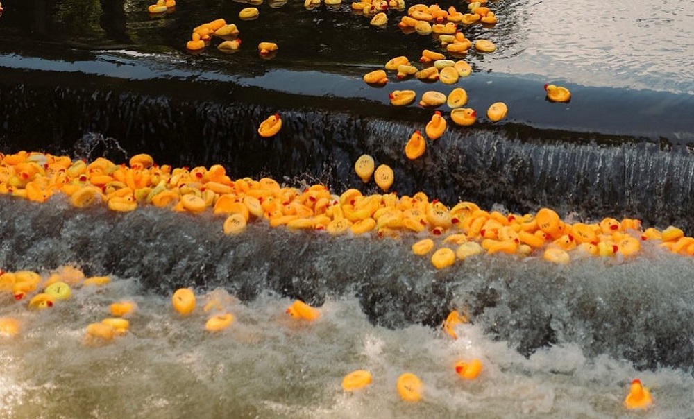 Pe locuri, fiți gata, start! 10.000 de rătuște vor fi lansate pe râul ...