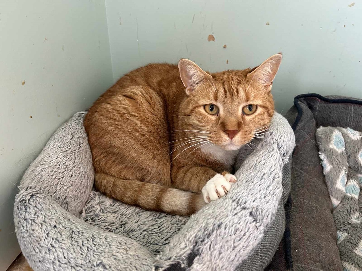 Pisică abandonată după 7 ani de iubire. Motivul șochează