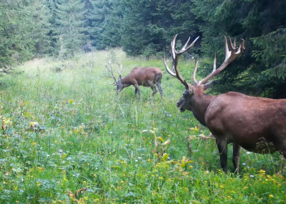 Cerbi surprinși în timpul mesei în Parcul Natural Apuseni. Imagini ...