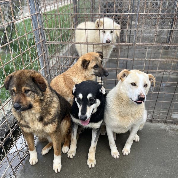 Program de sterilizare şi castrare a câinilor și pisicilor cu și fără ...