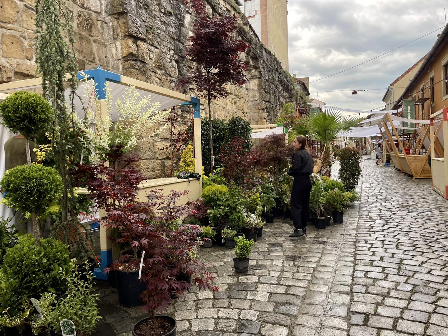 Strada Potaissa se transformă și în 2025. Piața de flori „altfel ...