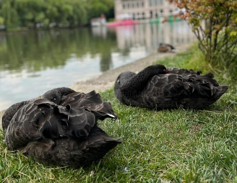 Lebedele s-au întors pe lacul din Parcul Central - VIDEO