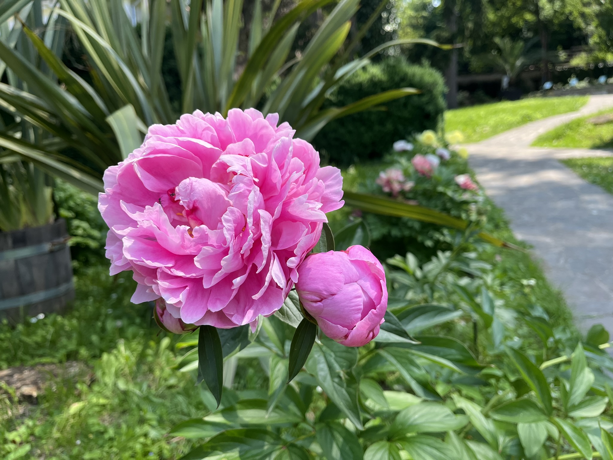 Spectacol de primăvară la Grădina Botanică. Bujorii și trandafirii ...