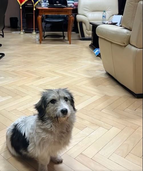 Cățelușa salvată de Boc de pe stradă și-a găsit stăpânul. S-a întors la ...