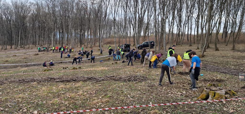 Acțiune de împădurire în zona Cheile Turzii. Au fost plantați 2000 de ...