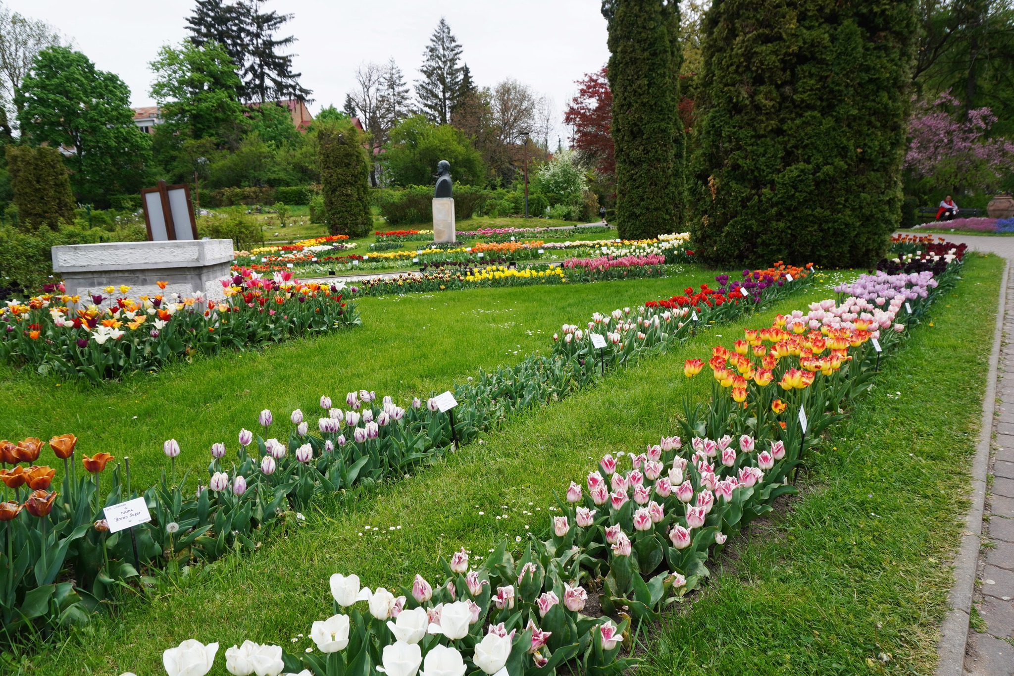 Macul albastru a înflorit la Grădina Botanică din Cluj-Napoca - FOTO