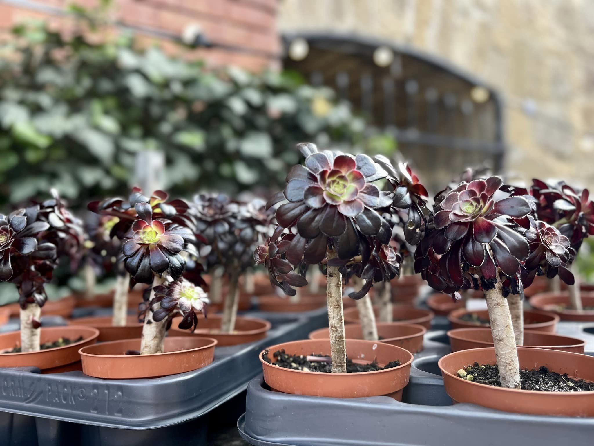 Trandafir negru, arțar japonez sau plante aeriene. Care sunt cele mai ...
