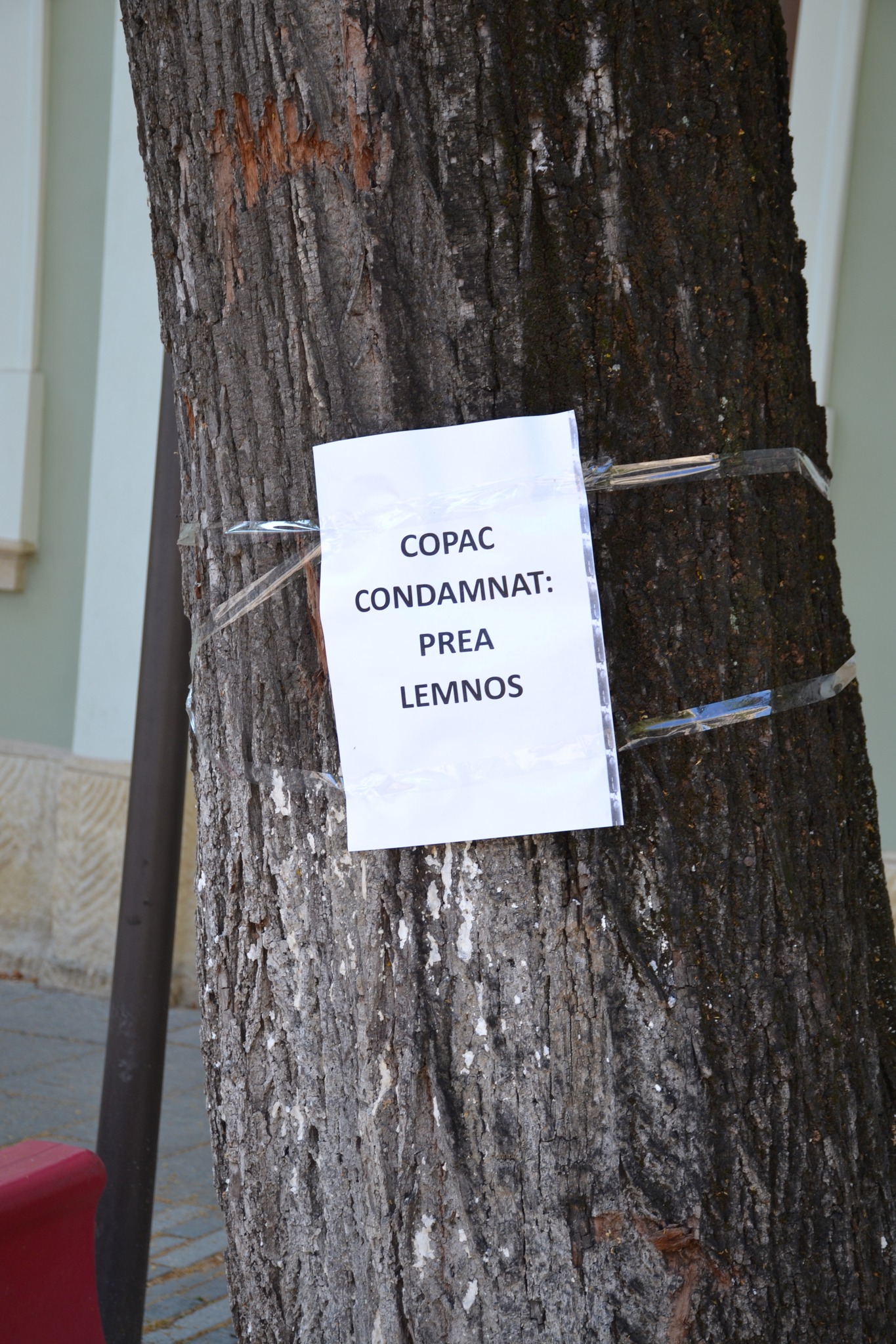 Protest „tăcut” al clujenilor față de relocarea copacilor din centru ...