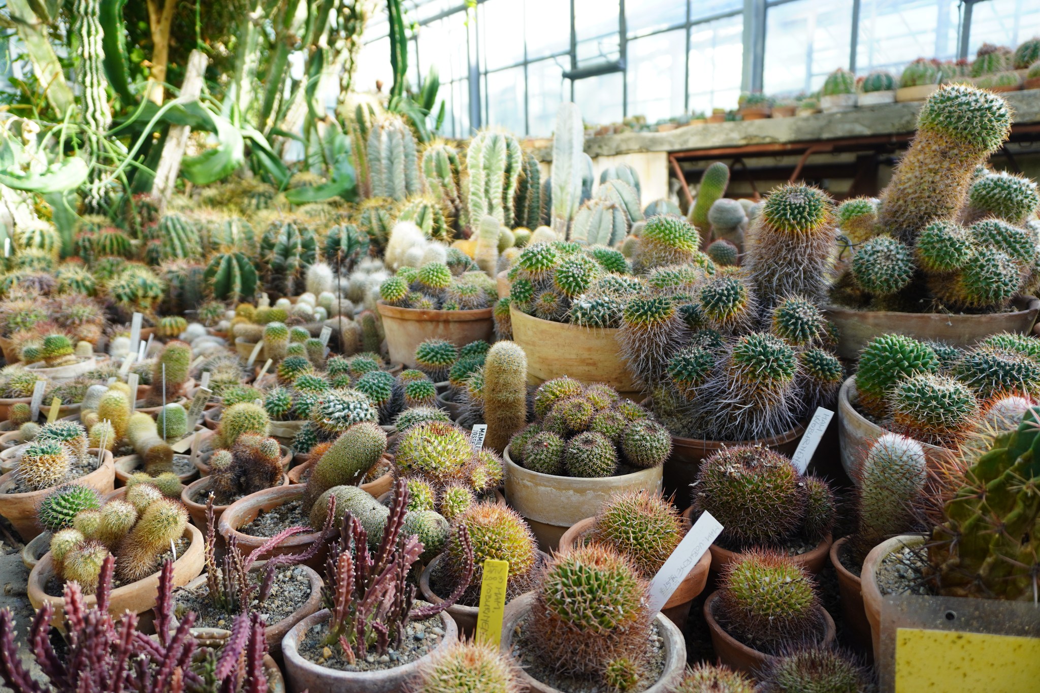 Sera Plantelor Suculente, deschisă vizitatorilor Grădinii Botanice din Cluj