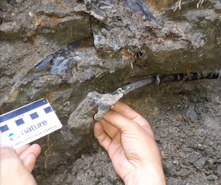 Fosile de dinozaur unicat, descoperite în Geoparcul Țara Hațegului ...