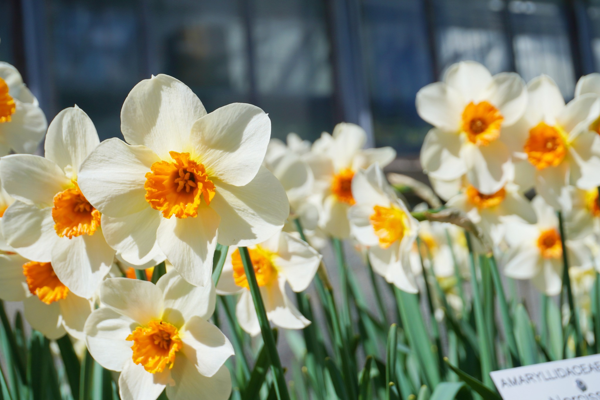 „Explozie” de culoare și parfum, la Grădina Botanică din Cluj ...