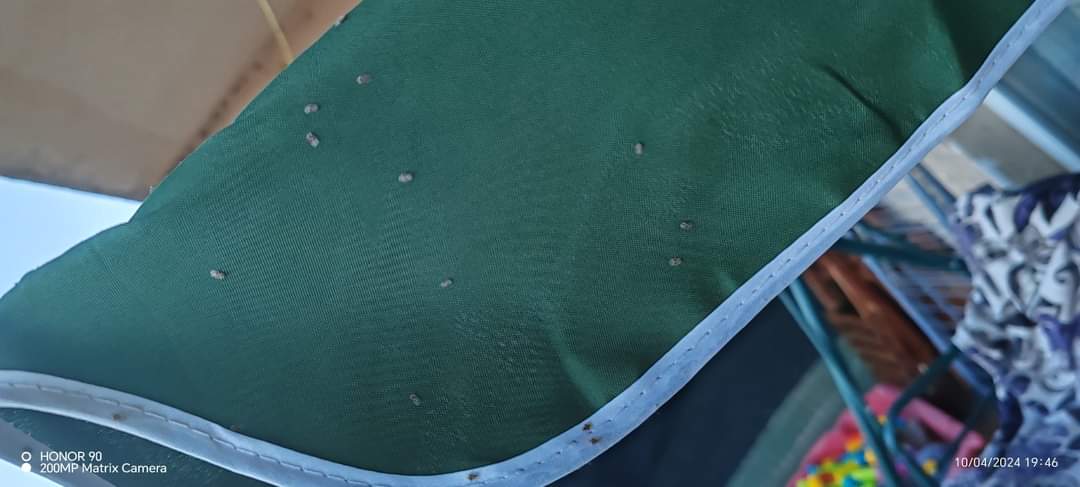 S-a întors tigrul de platan, insecta care a terorizat Clujul în vara ...