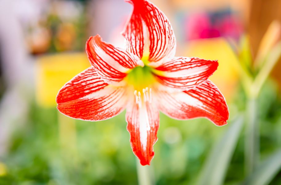 Cea mai frumoasă stradă din Cluj se umple din nou de magie. Strada ...